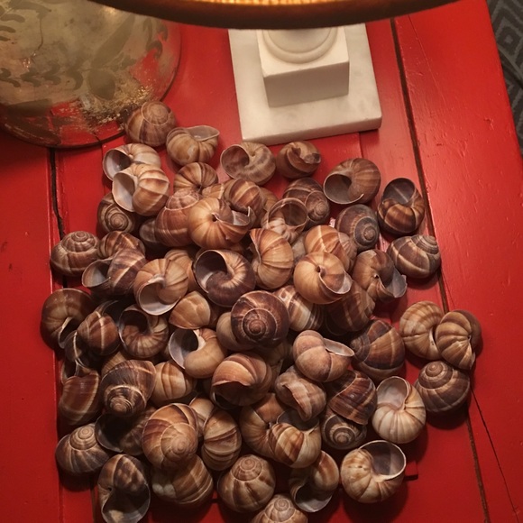 Other | Shells Vintage Shells | Poshmark